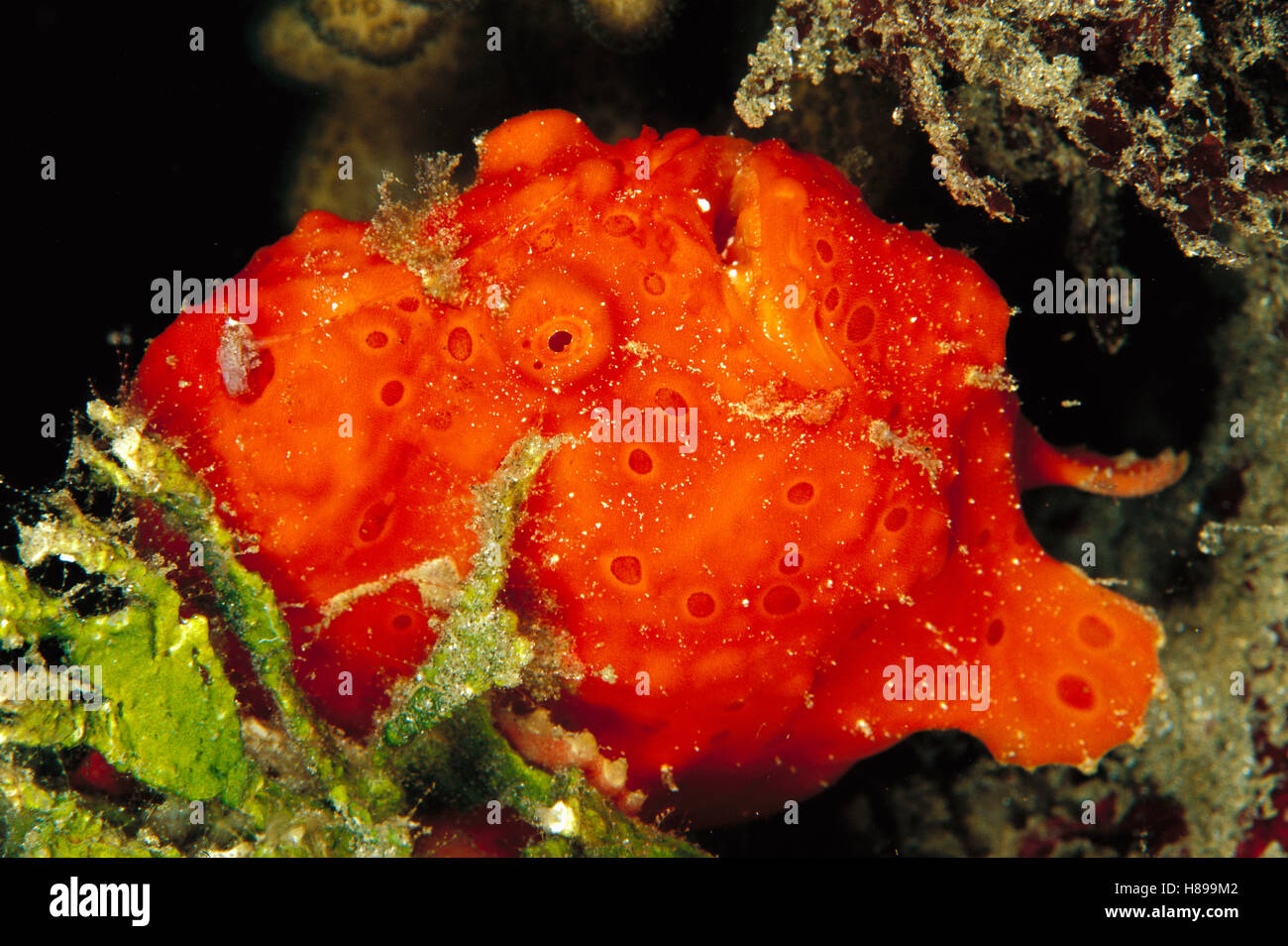 Frogfish (Antennarius sp) using lure to attract prey, 30 feet deep ...