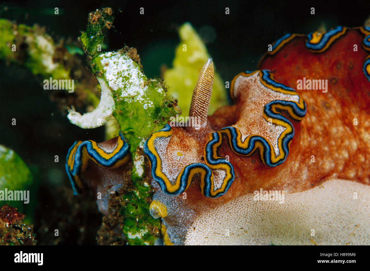 Nudibranch (Glossodoris sp) 50 feet deep, Papua New Guinea Stock Photo ...