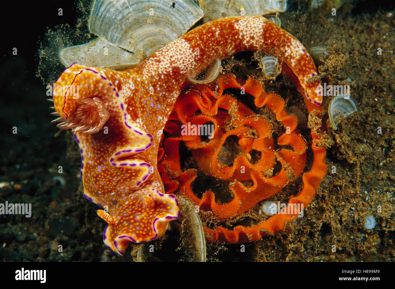 Nudibranch laying eggs, 60 feet deep, Papua New Guinea Stock Photo - Alamy