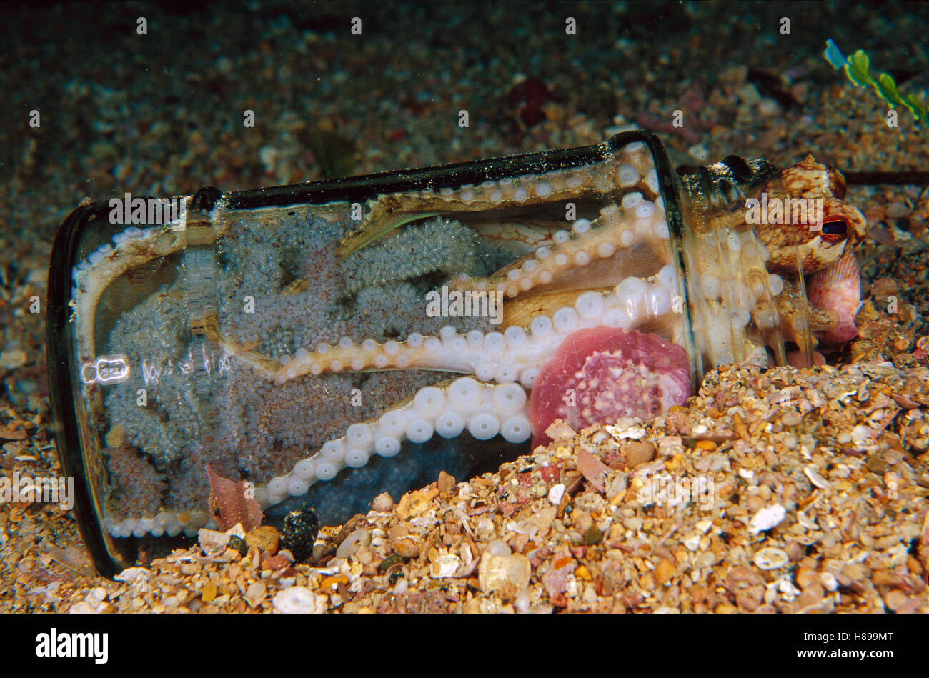 Octopus (Octopus sp) female in a jar with her eggs, 50 feet deep, Papua ...