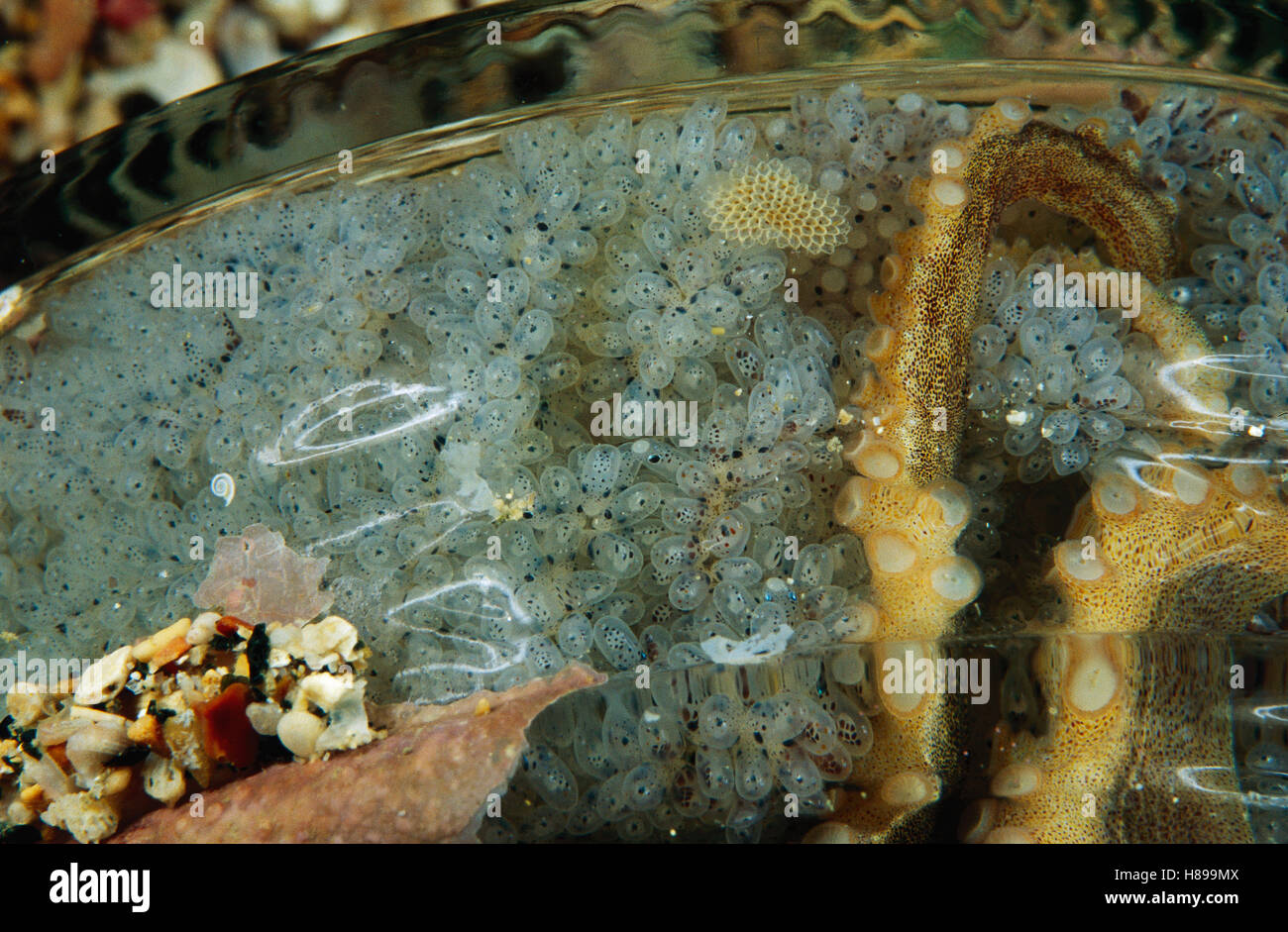 Octopus (Octopus sp) eggs in jar, 50 feet deep, Papua New Guinea Stock ...