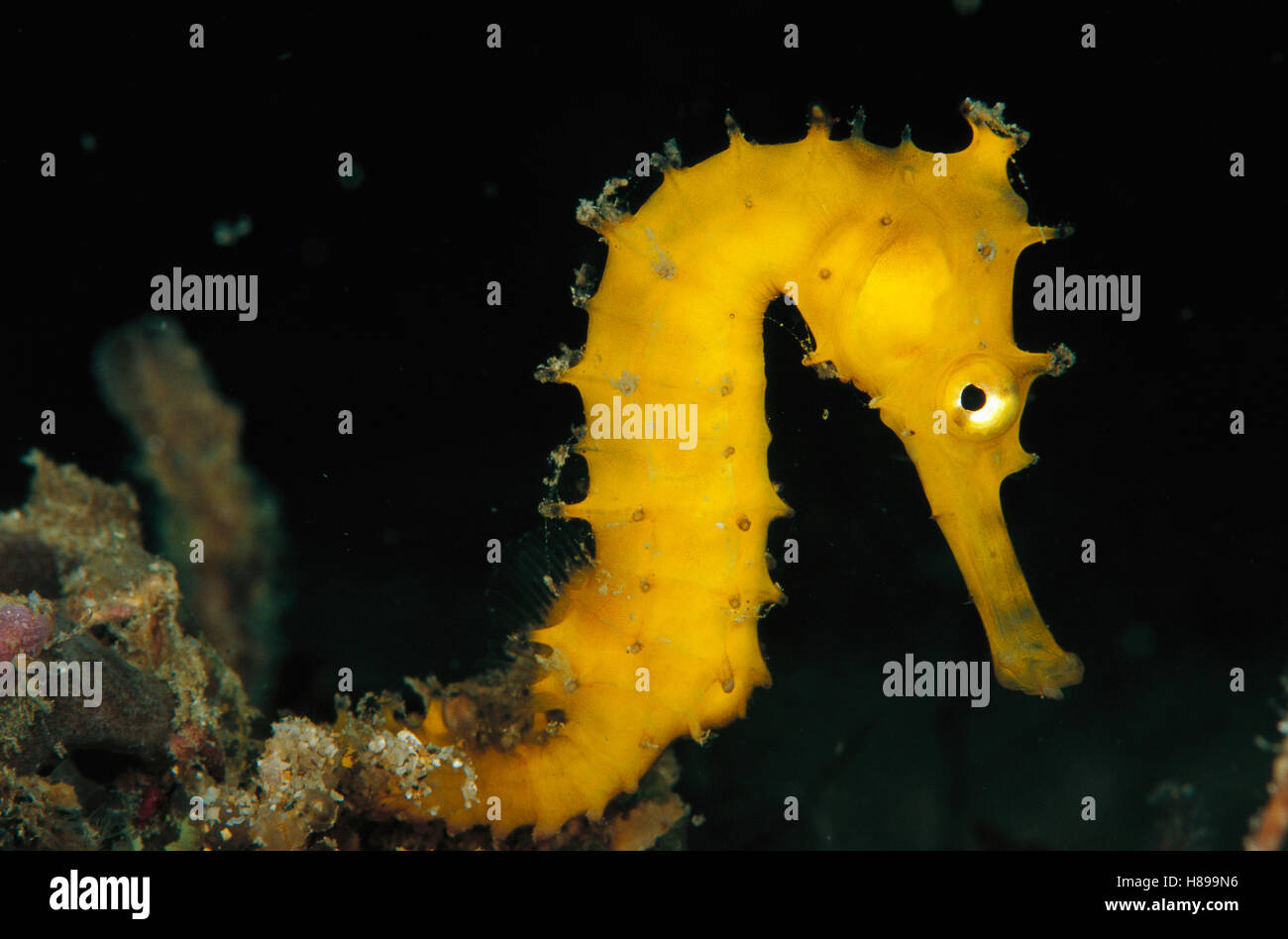 Seahorse (Hippocampus sp) 50 feet deep, Papua New Guinea Stock Photo ...