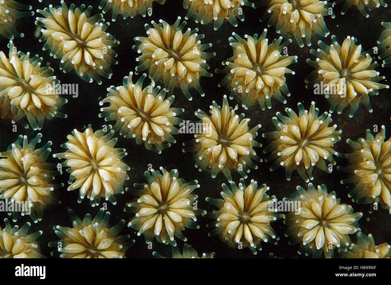 Octopus Coral (Galaxea fascicularis) polyps, Papua New Guinea Stock ...