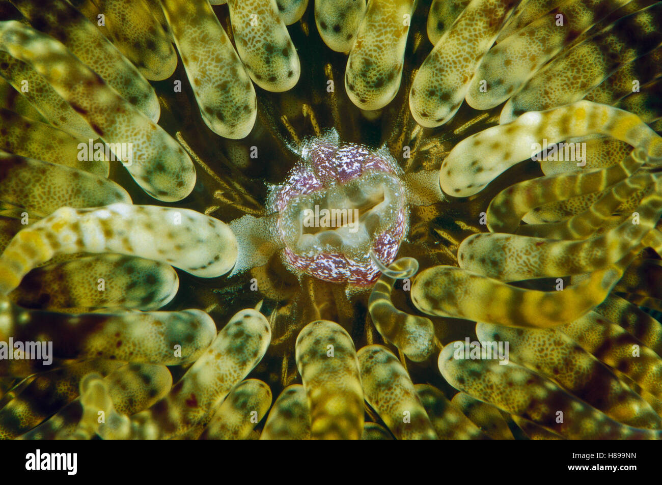 Sea Anemone (Phymanthus muscosus) mouth detail, Papua New Guinea Stock ...