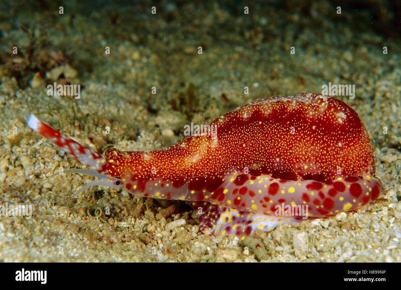 Fig Shell (Ficus subintermedia), Papua New Guinea Stock Photo - Alamy