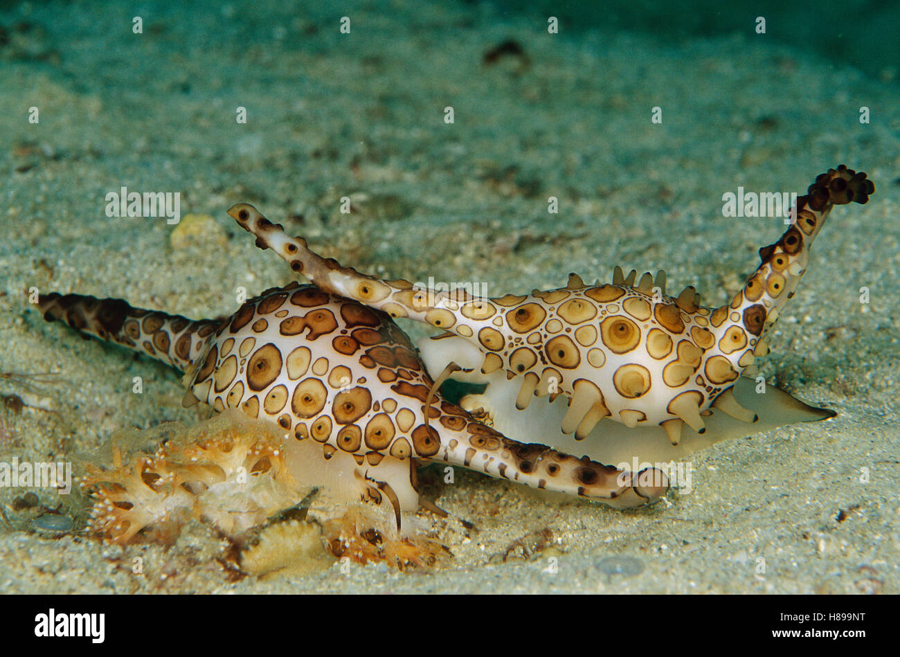 Elongated Egg Cowry (Volva volva) pair feeding on soft coral, Papua New ...