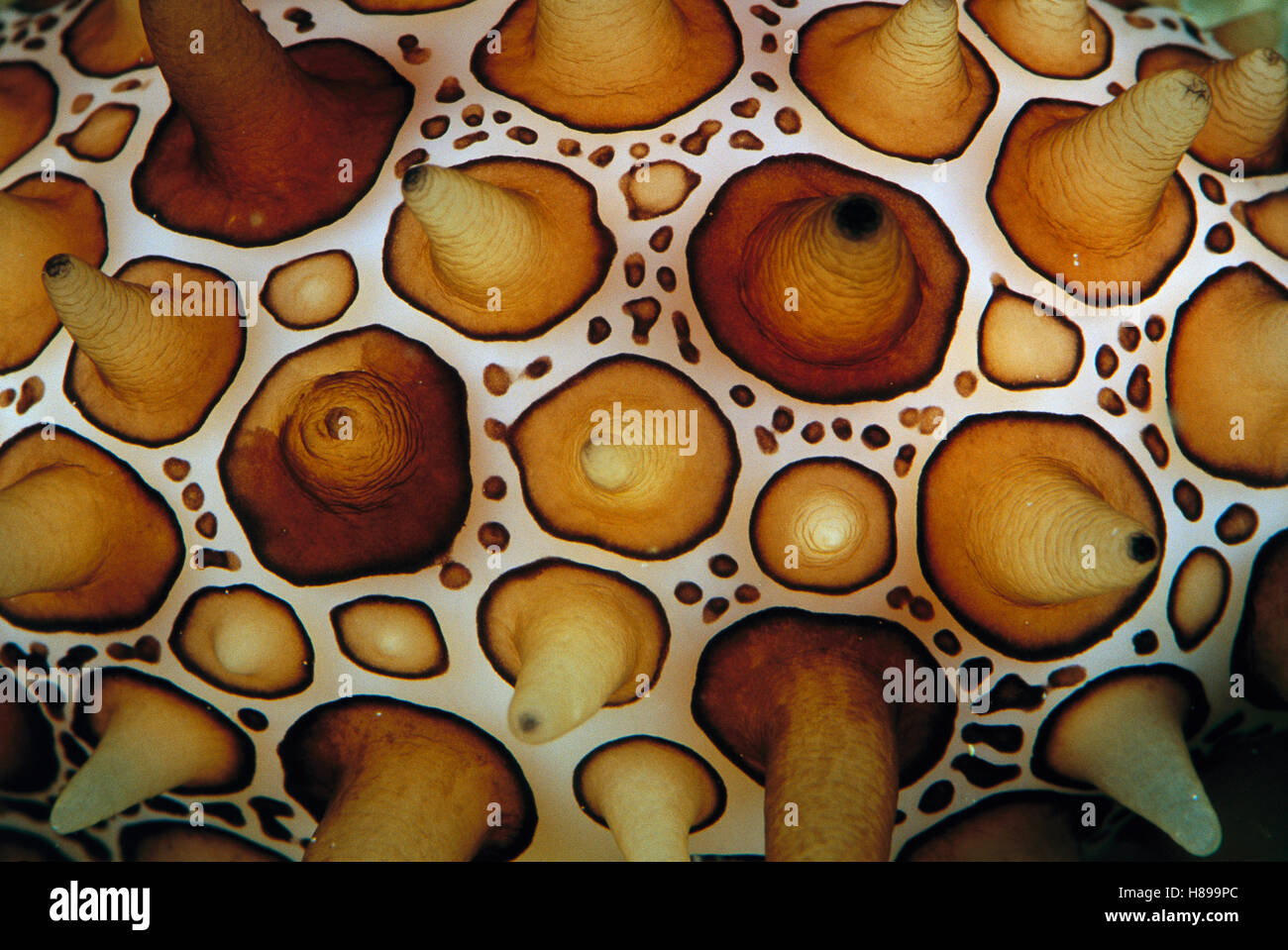 Elongated Egg Cowry (Volva volva) mantle, Papua New Guinea Stock Photo ...