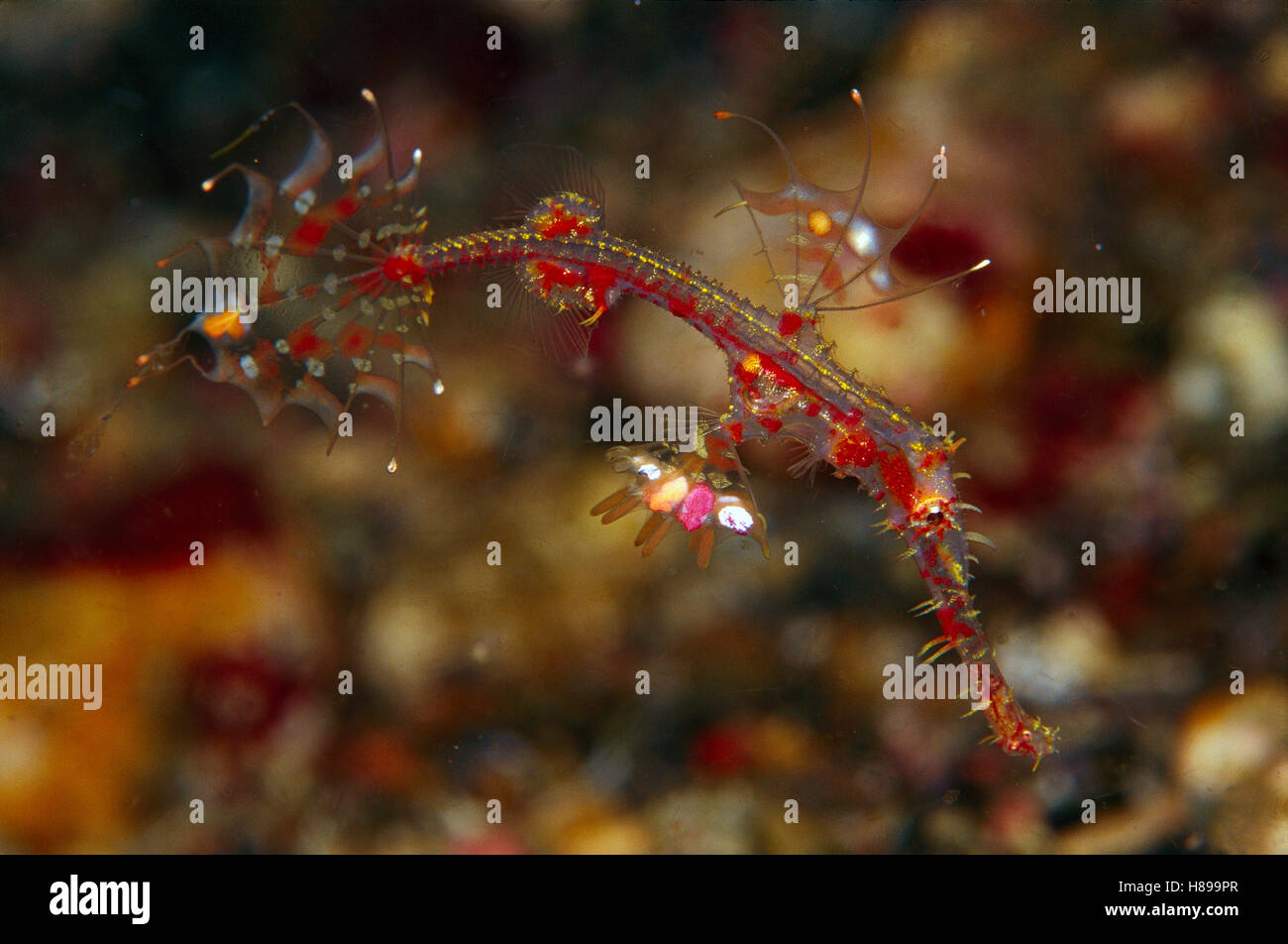 Harlequin Ghost Pipefish (Solenostomus paradoxus) juvenile male, 50 ...