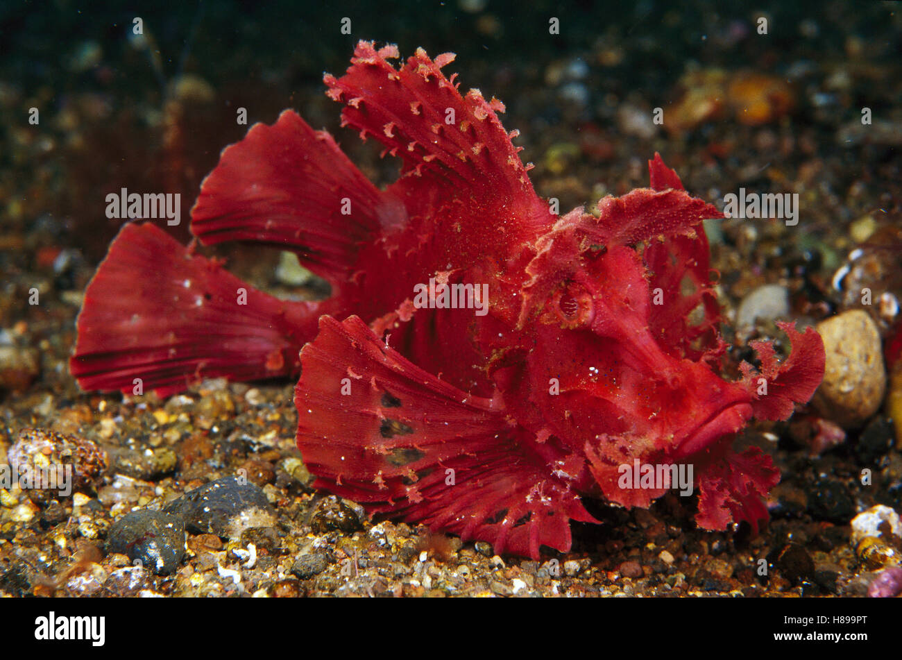 Popeyed Scorpionfish (Rhinopias frondosa) 50 feet deep, Indonesia Stock ...