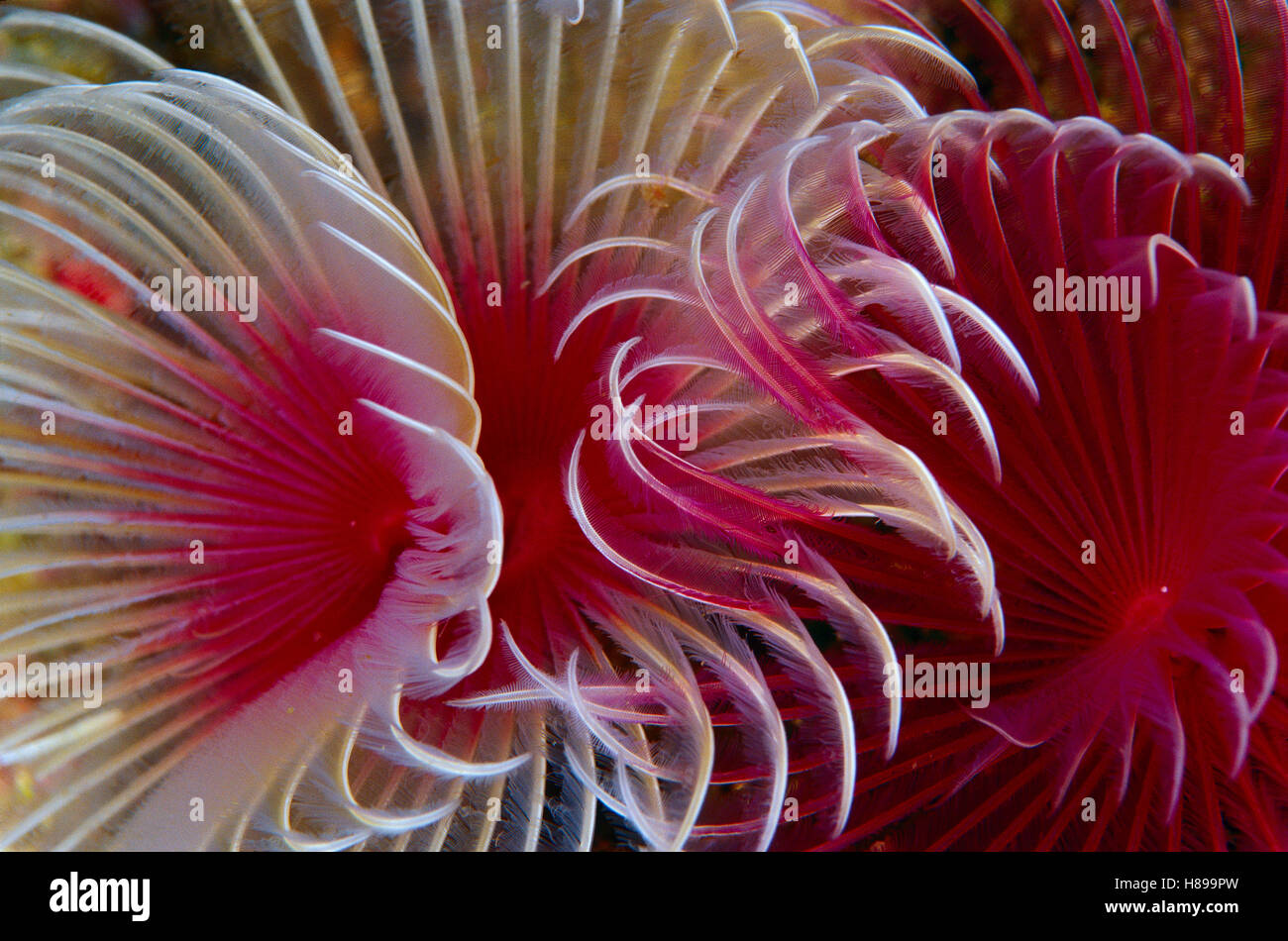 Feather Duster Worm (Sabellidae) details of branchiae, Indonesia Stock ...