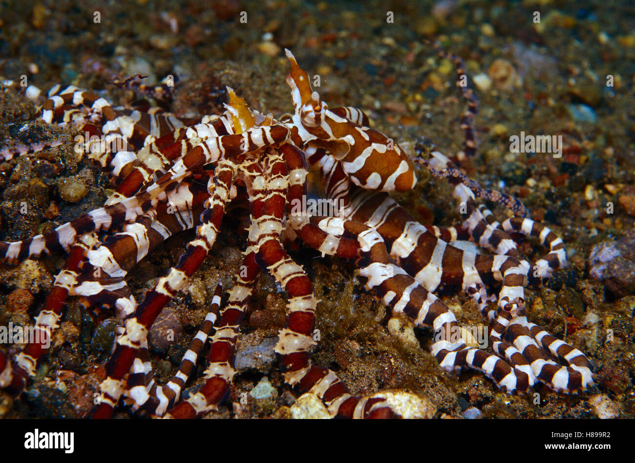Octopus (Octopus sp) pair mating, 15 feet deep, Indonesia Stock Photo ...