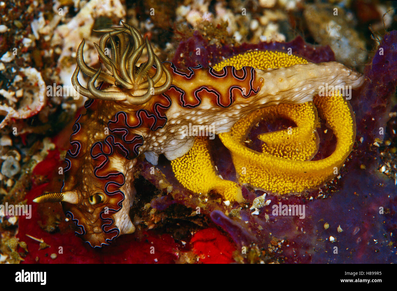Nudibranch laying eggs, Indonesia Stock Photo - Alamy
