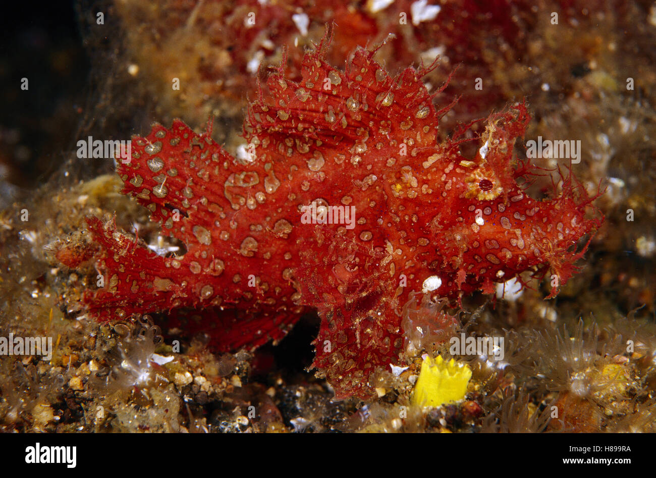 Popeyed Scorpionfish (Rhinopias frondosa) juvenile, 50 feet deep ...