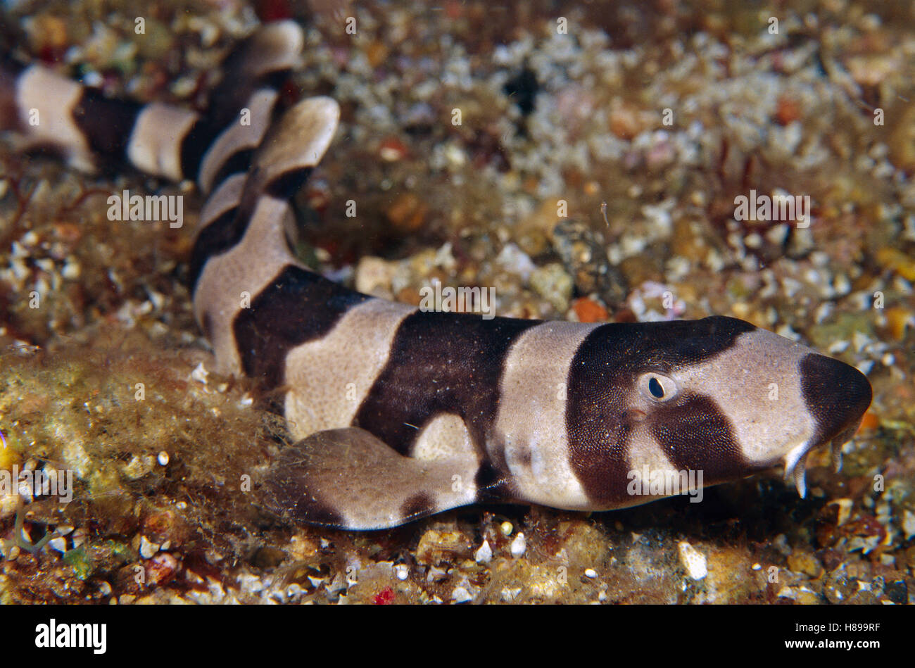 Brownbanded Bambooshark (Chiloscyllium punctatum) 15 feet deep ...