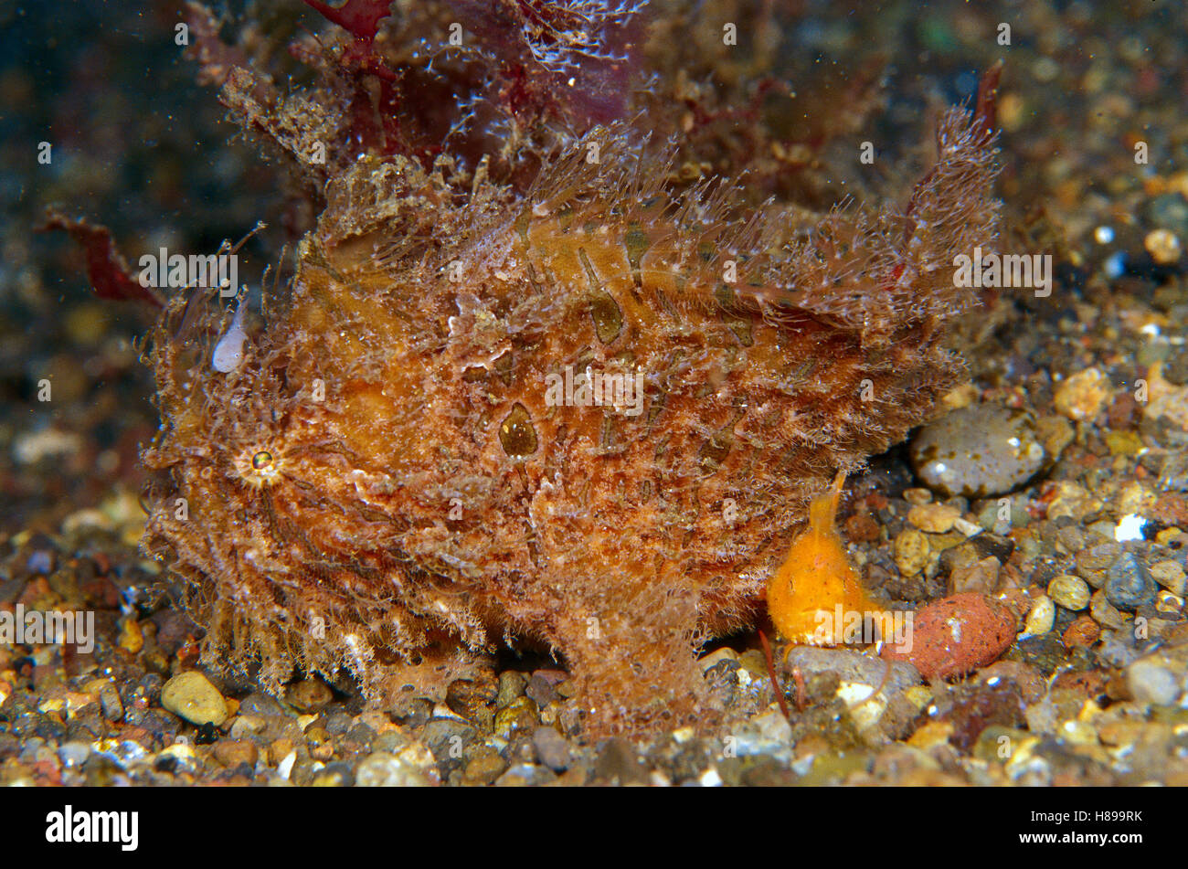 Shaggy Angler (Antennarius hispidus) female on left and her mate the ...