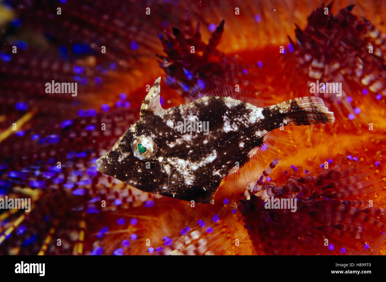 Filefish (Monacanthidae) in front of Fire Urchin (Asthenosoma varium ...