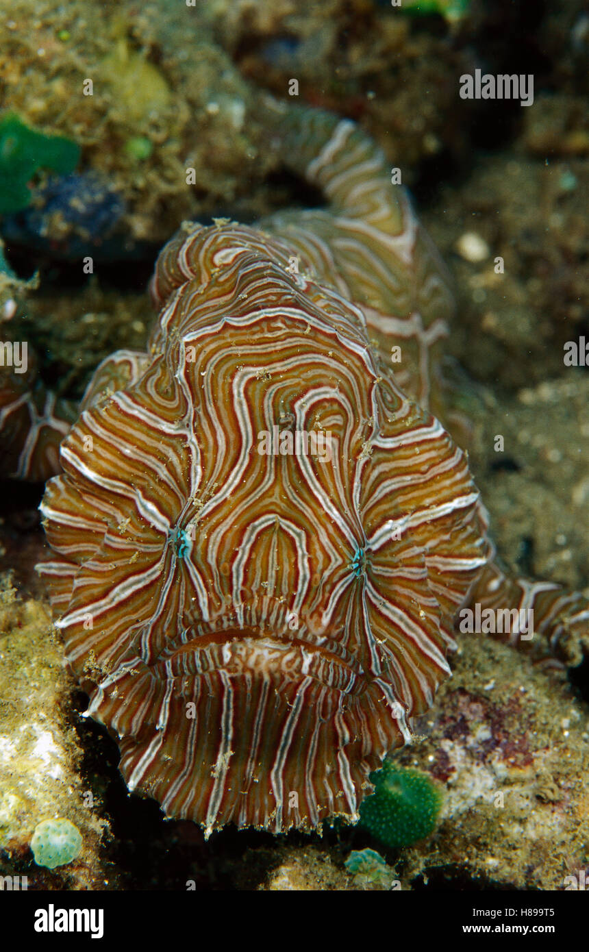 Psychedelic Frogfish (Histiophryne psychedelica) discovered in 2008 ...