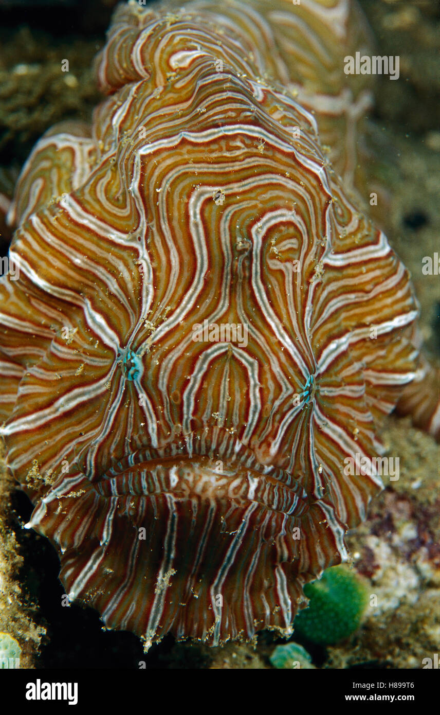 Psychedelic Frogfish (Histiophryne psychedelica) discovered in 2008 ...