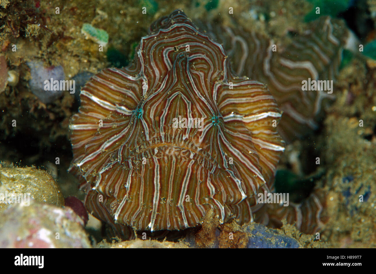 Psychedelic Frogfish (Histiophryne psychedelica) discovered in 2008 ...