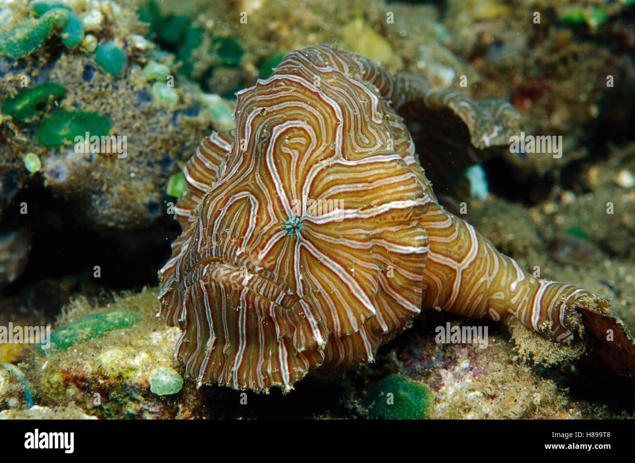Psychedelic Frogfish (Histiophryne psychedelica) discovered in 2008 ...