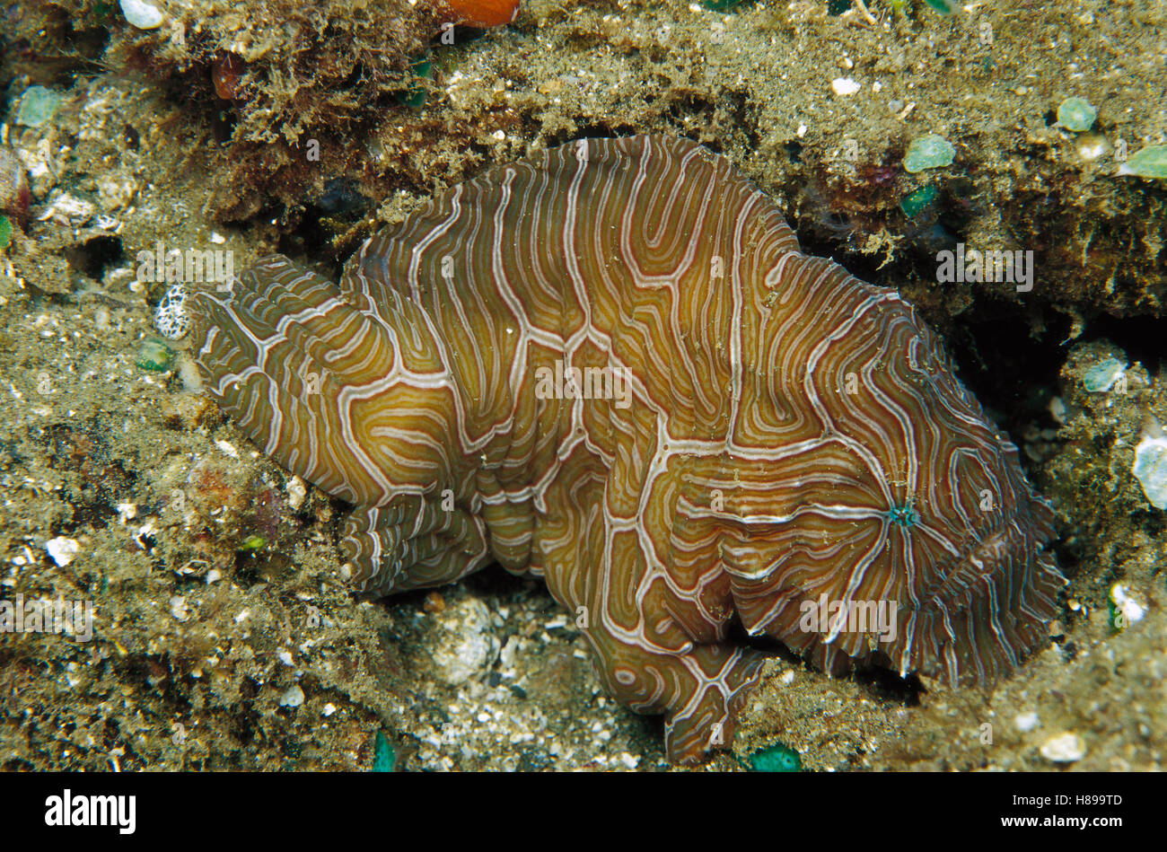 Psychedelic Frogfish (Histiophryne psychedelica) discovered in 2008 ...