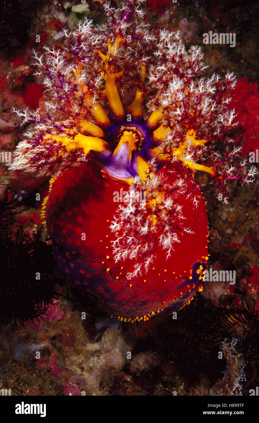 Sea Apple (Pseudoscolia tricolor) sea cucumber feeding off of captured ...