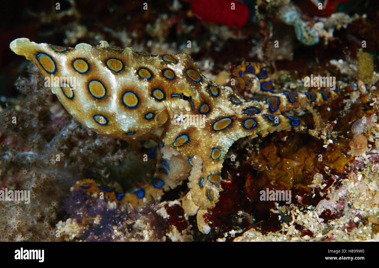 Greater Blue-ringed Octopus (Hapalochlaena lunulata) one of the world's ...