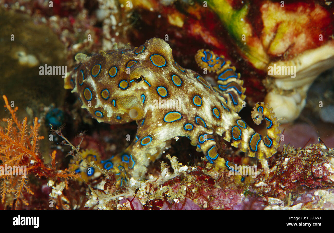 Greater Blue-ringed Octopus (Hapalochlaena lunulata) one of the world's ...