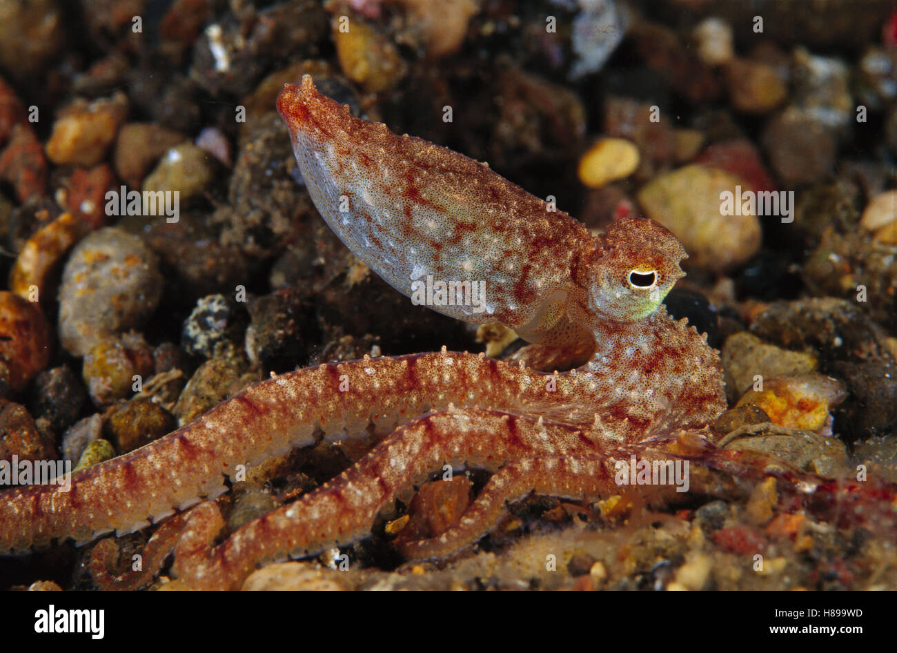 Octopus (Octopus sp), Indonesia Stock Photo - Alamy