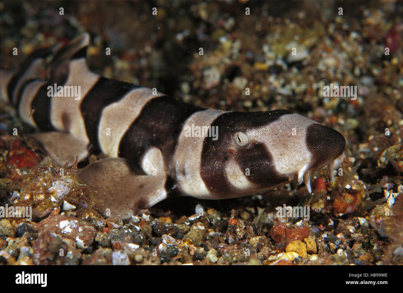 Brownbanded Bambooshark (Chiloscyllium punctatum) juvenile, Indonesia ...