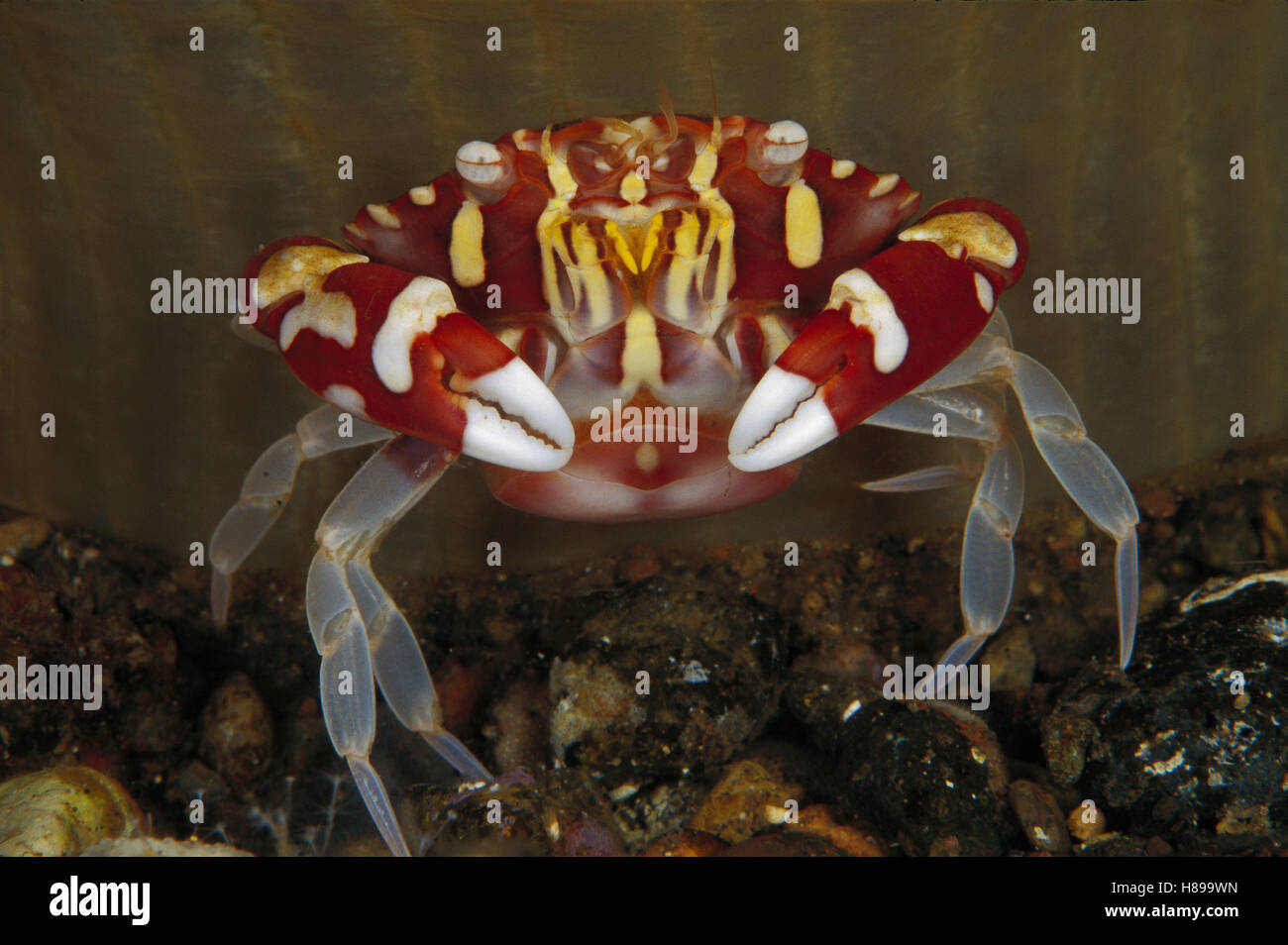 Sea Anemone Crab (Lissocarcinus laevis), Indonesia Stock Photo - Alamy