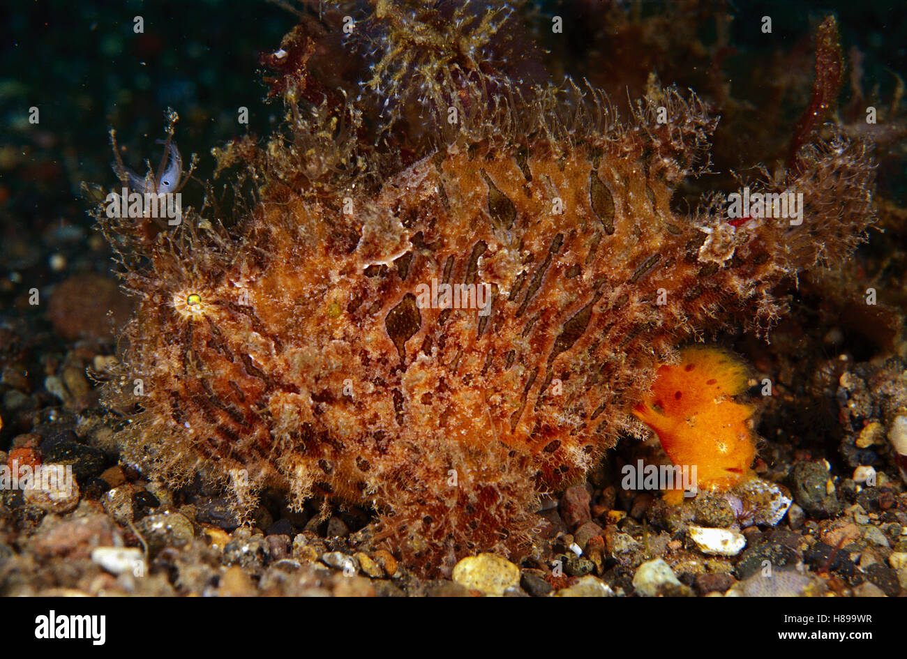 Striated Frogfish (Antennarius striatus) female with small male ...