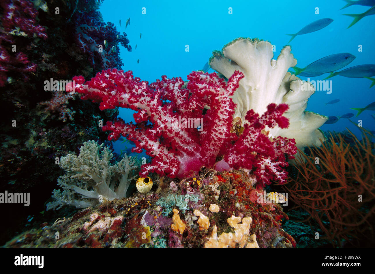 Leather Coral (Sarcophyton sp) and Soft Coral (Dendronephthya sp ...