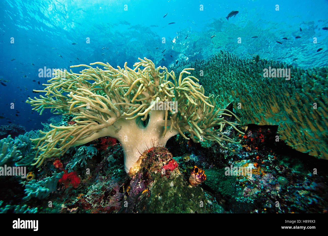 Soft Coral (Sinularia sp) growing on reef, Indonesia Stock Photo - Alamy