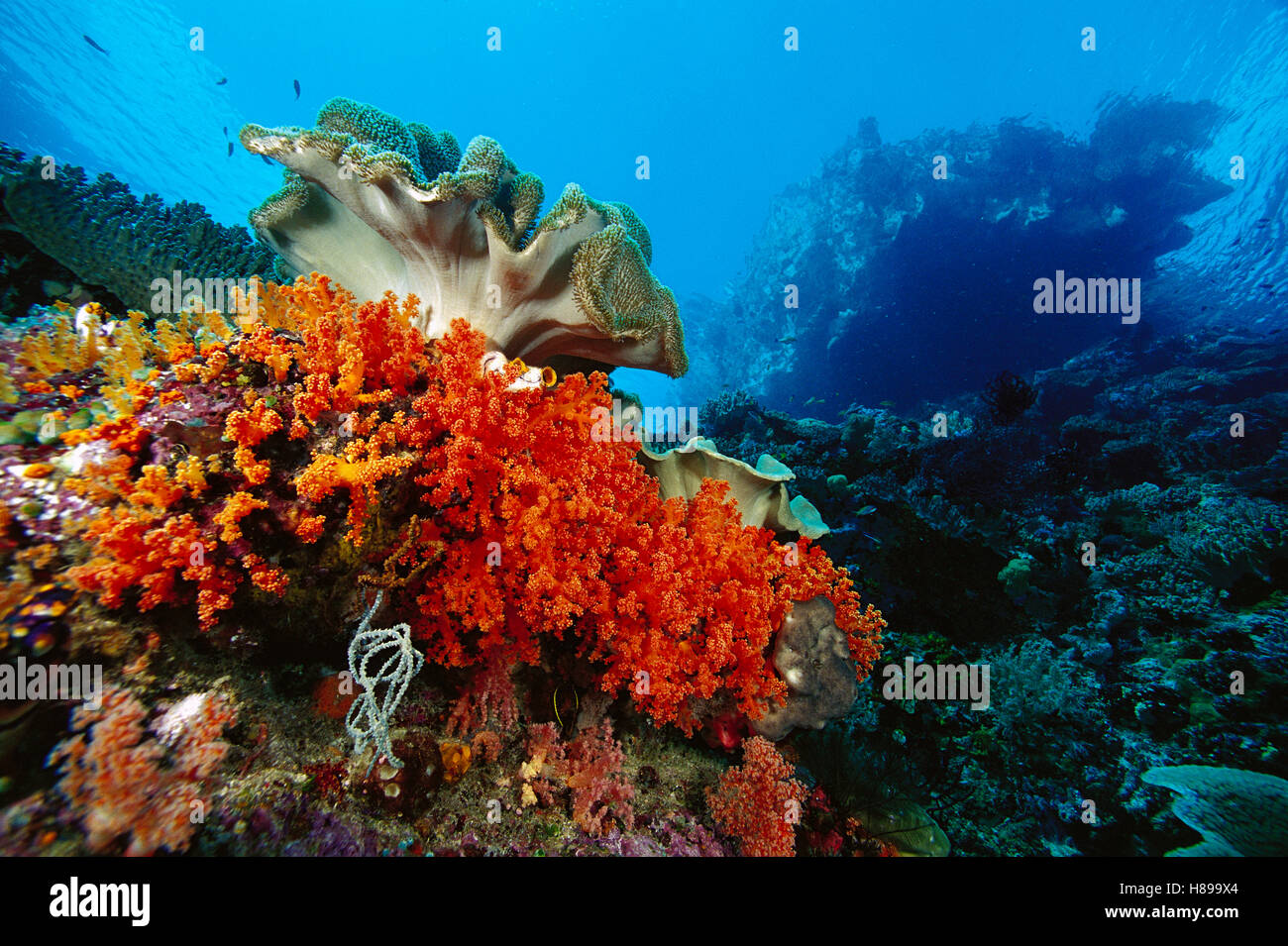 Soft Coral (Scleronephthya sp) and Leather Coral (Sarcophyton sp) on ...