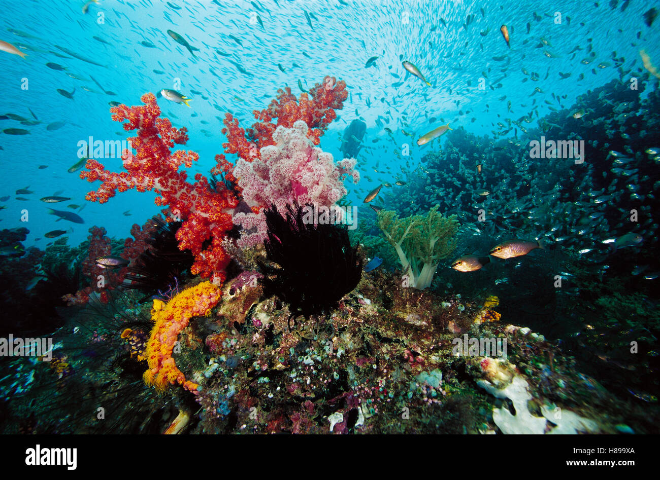 Soft Coral (Dendronephthya sp) reef scenic, Indonesia Stock Photo - Alamy