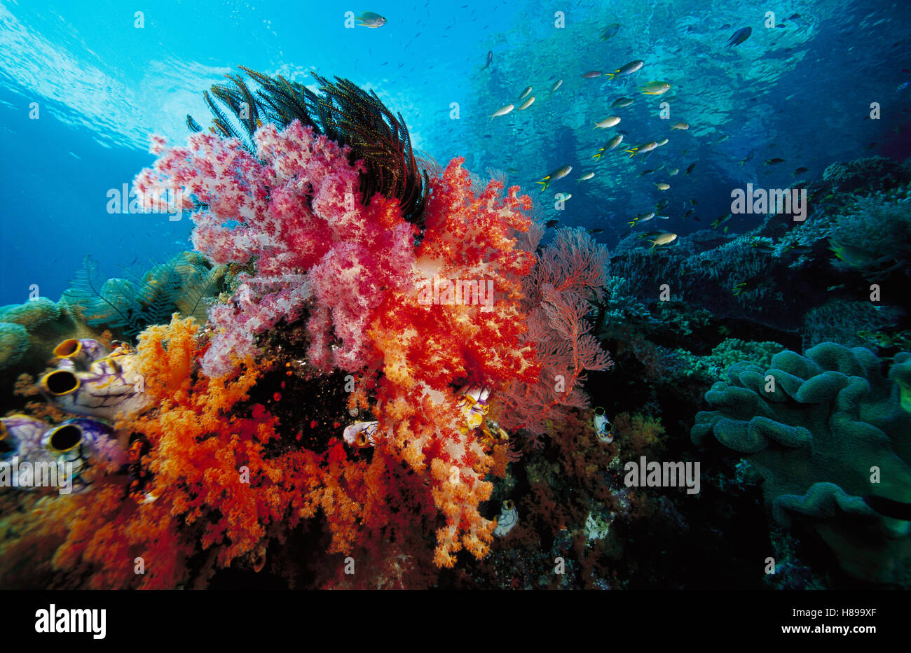 Soft Coral (Dendronephthya sp) reef scenic, Indonesia Stock Photo - Alamy