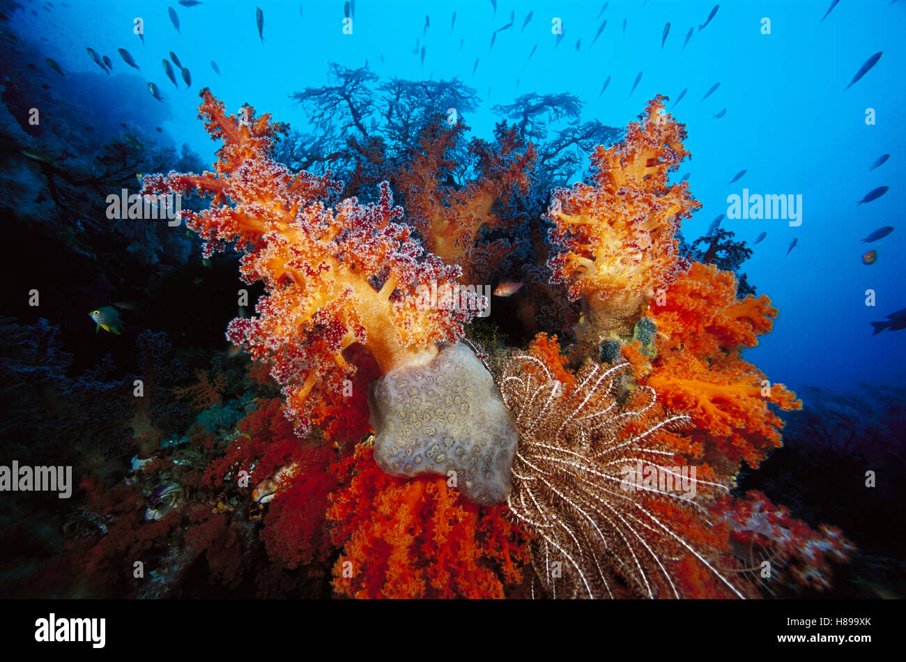 Soft Coral (Dendronephthya sp) reef scenic, Indonesia Stock Photo - Alamy