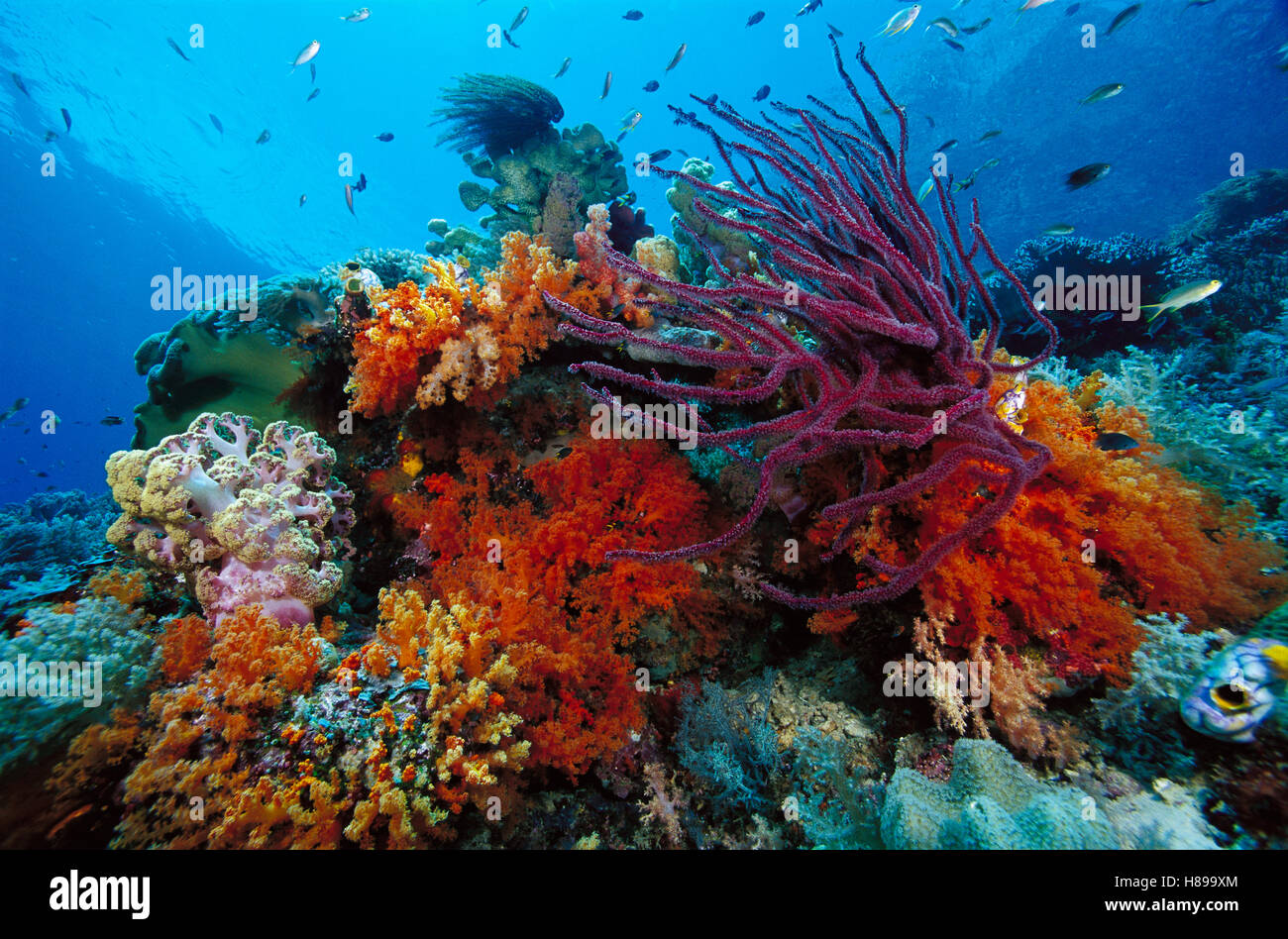 Soft Coral (Dendronephthya sp) reef scenic, Indonesia Stock Photo - Alamy