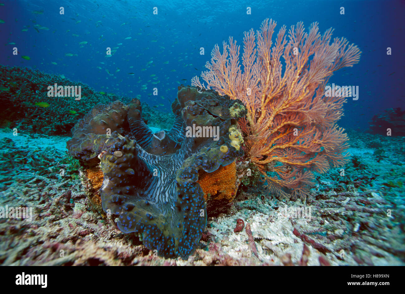 Giant Clam (Tridacna gigas) and gorgonian sea fan on ocean floor ...