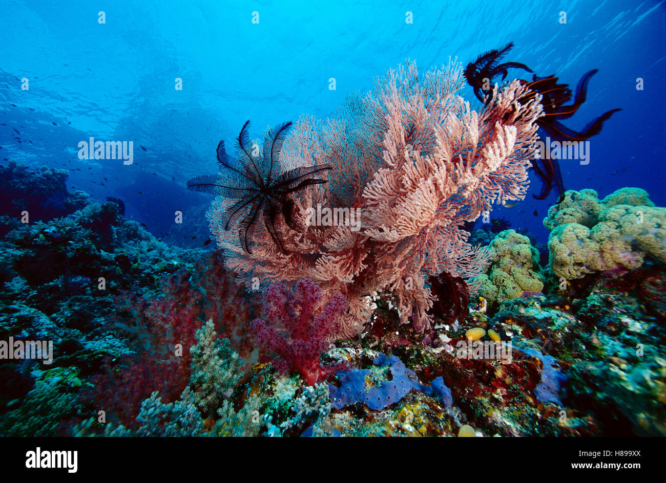 Crinoids on sea fan, Indonesia Stock Photo - Alamy