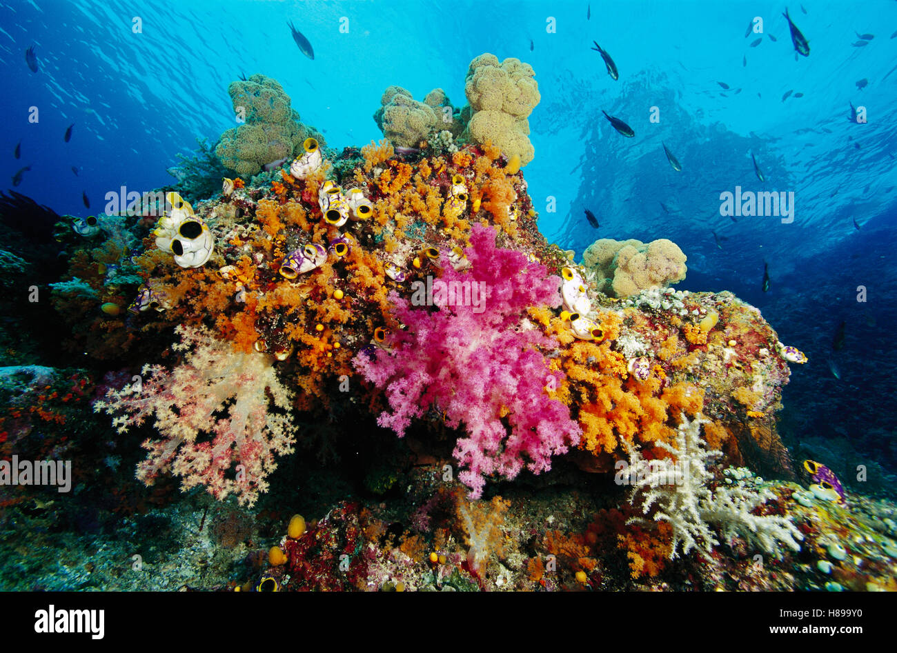 Soft Coral (Dendronephthya sp) reef scenic with mixed species ...