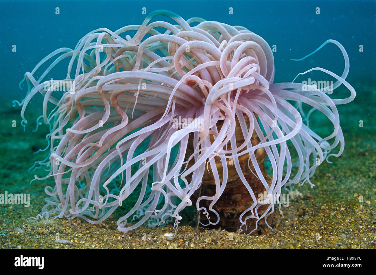 Tube-dwelling Anemone (Cerianthus sp) with tentacles moving in the ...