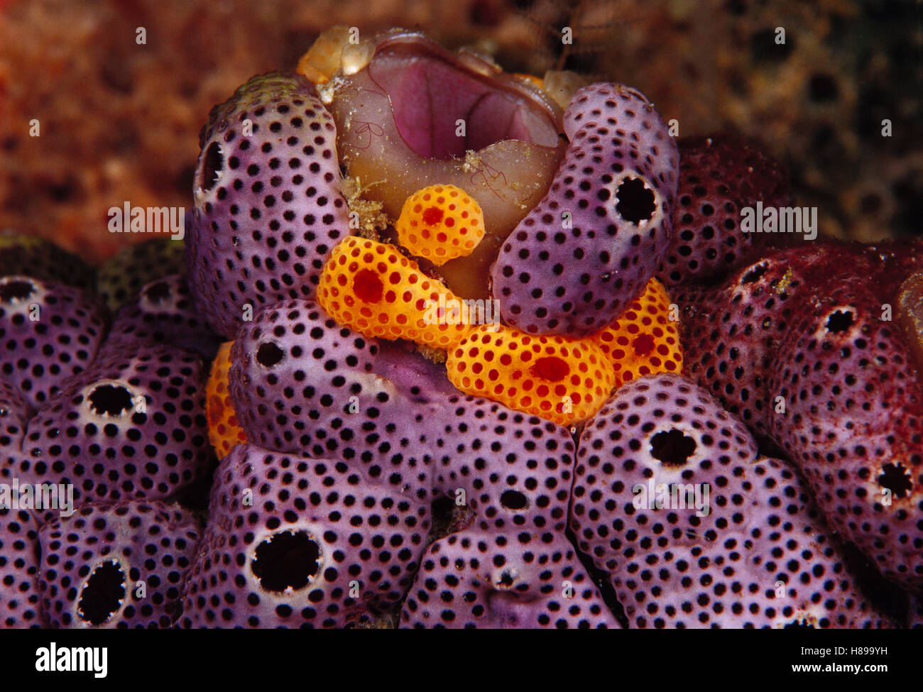 Tunicate (Didemnum sp) group, Indonesia Stock Photo - Alamy
