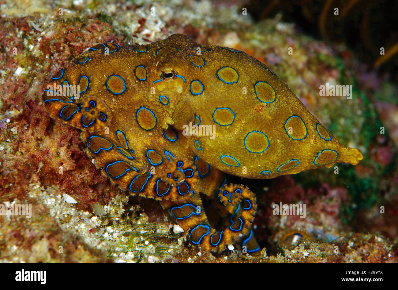 Greater Blue-ringed Octopus (Hapalochlaena lunulata) one of the world's ...