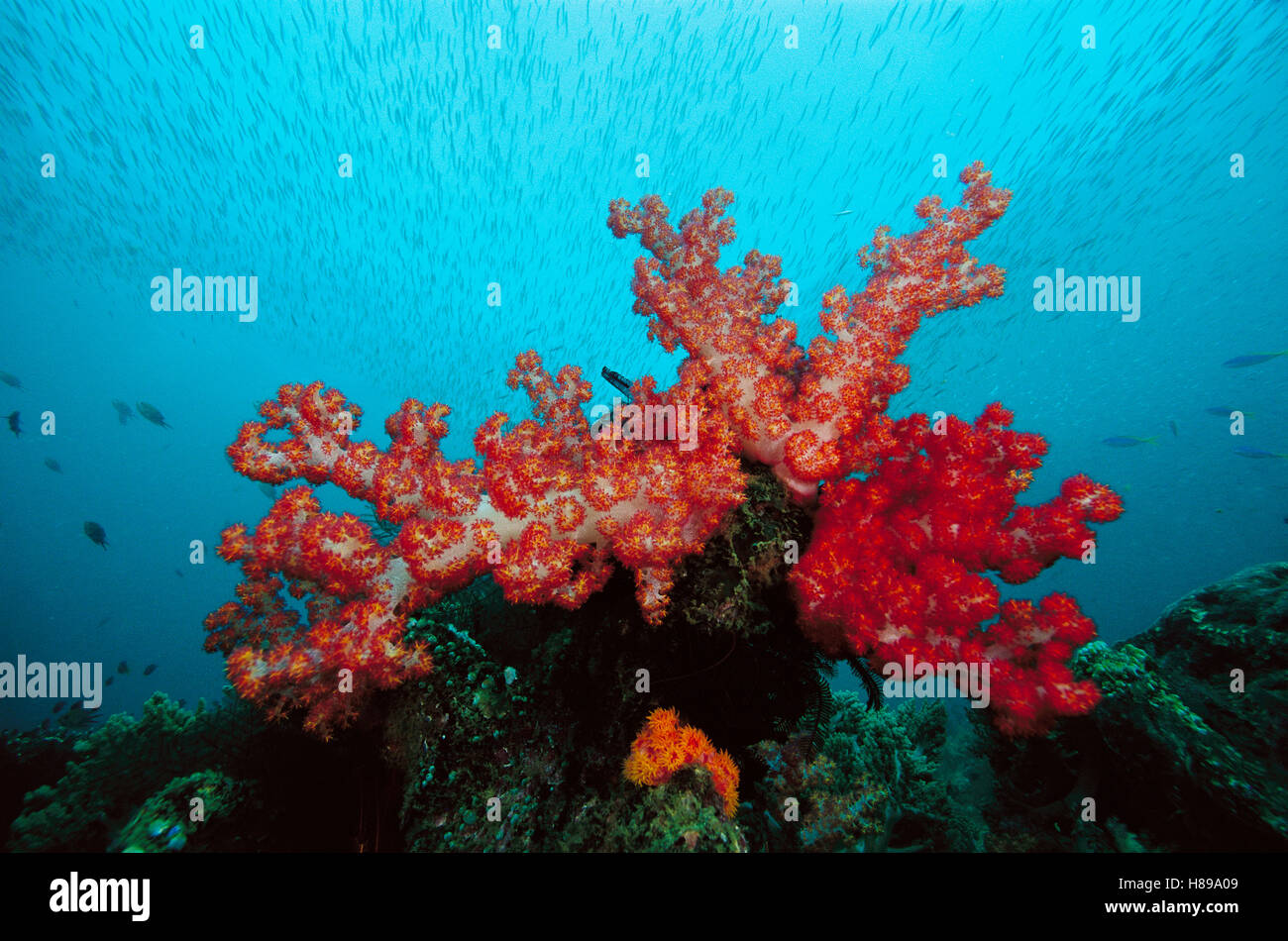 Soft Coral (Dendronephthya sp) reef with schooling fish, Indonesia ...
