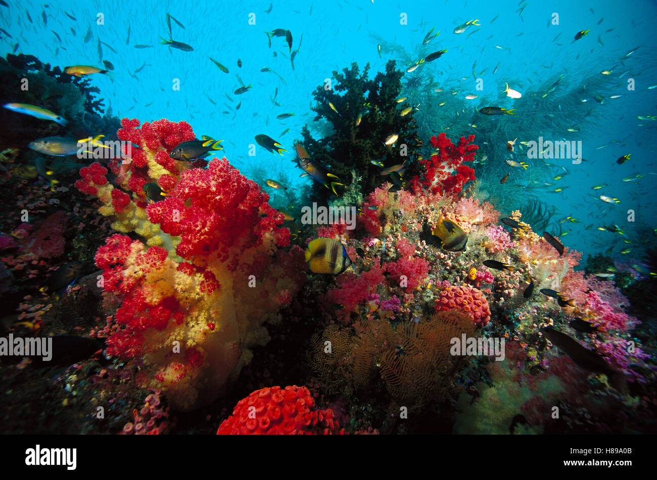 Coral reef with fish, Indonesia Stock Photo - Alamy