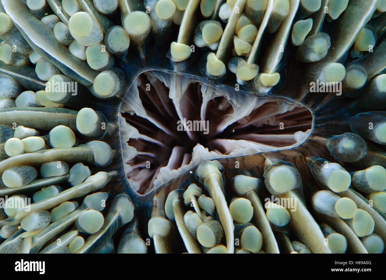 Mushroom Coral (Heliofungia actiniformis), Indonesia Stock Photo - Alamy