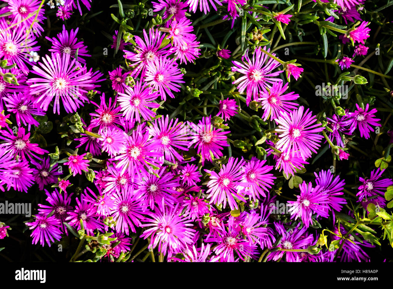 Blooming Flower Background Stock Photo - Alamy