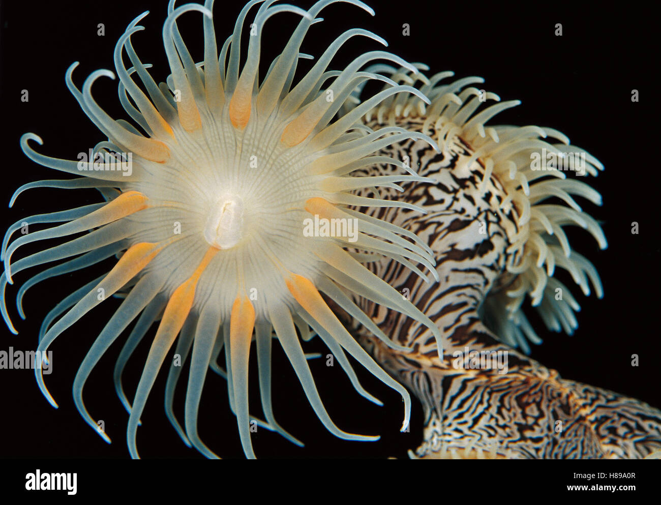 Gorgonian Wrapper (Nemanthus annamensis) anemone with extended ...